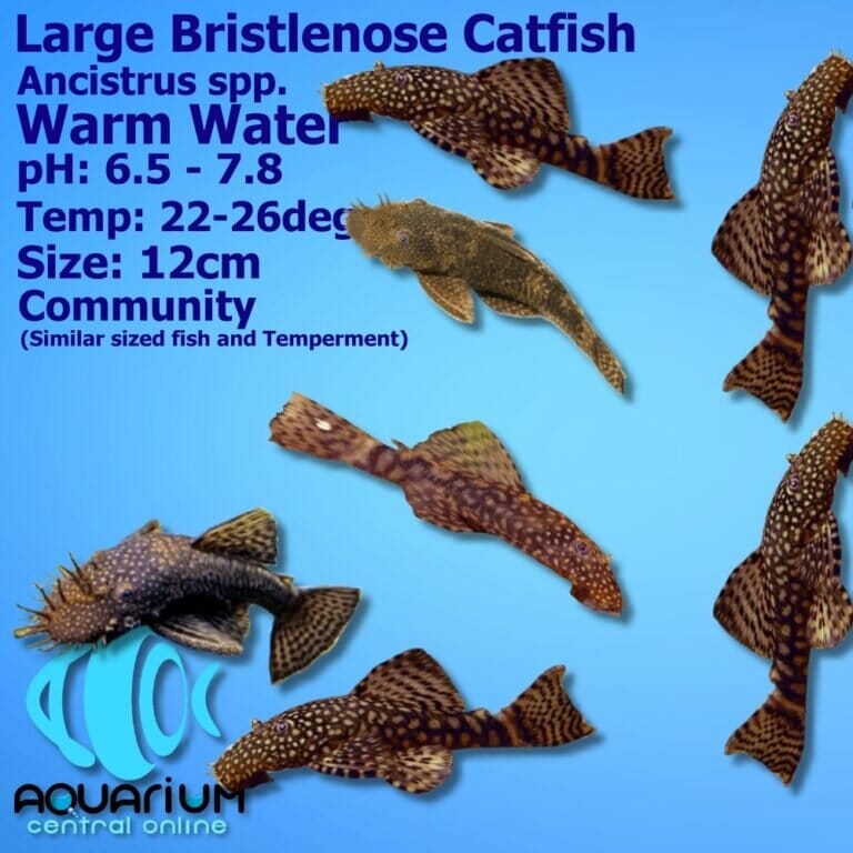 Aquarium Central - Tiger Bichir (Polypterus Endlicheri) 8-10cm ...