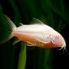 Buy Live Fish! - Corydoras - Albino Cory Catfish - 3cm - Aquarium Central