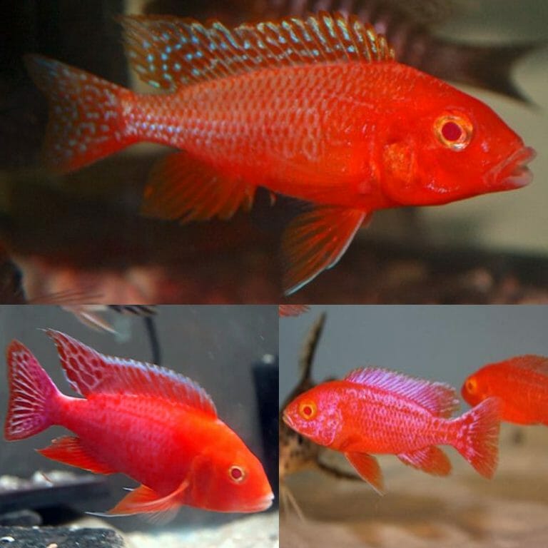 African Cichlid - Medium Assorted Peacocks/Cichlids 7-8cm - Aquarium ...