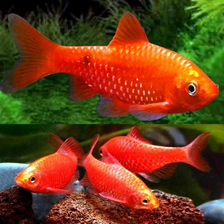 LIVE FISH - Barb - Glowlight Chilli Red Rosy Barb 5cm - Aquarium Central