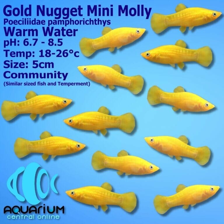 Molly - Aquarium Central