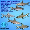 LIVE FISH - Silver Shark Medium 7-8cm - Aquarium Central