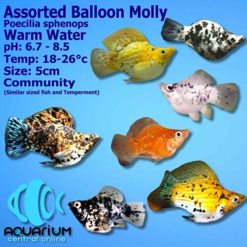 Balloon Mollies Fish