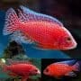 LIVE FISH - African Cichlid - Fire Red Peacock 5cm "Imported"