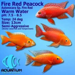 LIVE FISH - African Cichlid - Fire Red Peacock 5cm "Imported"