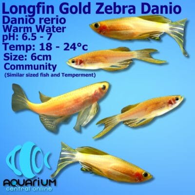 LIVE FISH - Longfin Gold Zebra Danio 3-4cm - Aquarium Central