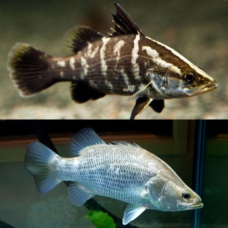 Experience the Beauty of Australian Barramundi Fish in Your Tank