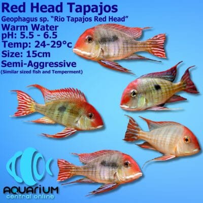 Red Head Tapajos Cichlid: Peaceful and Hardy South American Fish