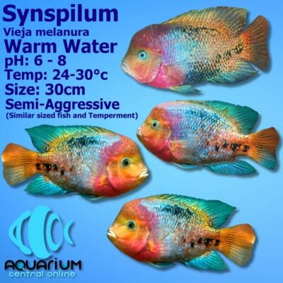 LIVE FISH - Synspilum Cichlid 7cm - Aquarium Central