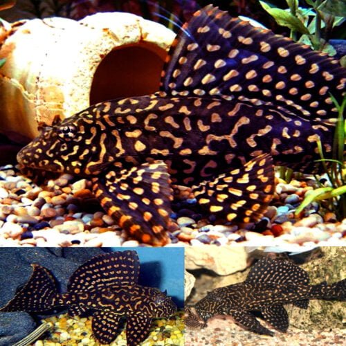 Aquarium Central -American Cichlid Geo - Red Head Tapajós Cichlid ...