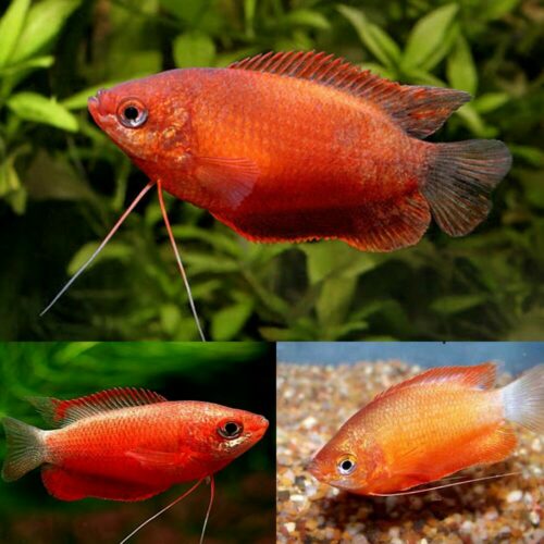 Aquarium Central -Catfish Whiptail- Red Lizard Whiptail Catfish ...