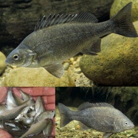 LIVE FISH - Silver Perch (Bidyanus Bidyanus) 5cm - Aquarium Central