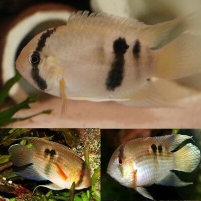 LIVE FISH - Dovii Wolf Cichlid - Aquarium Central
