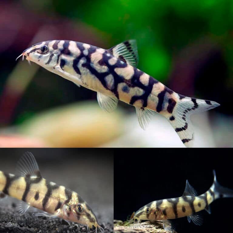 LIVE FISH - Pakistani Reticulate YoYo Loach
