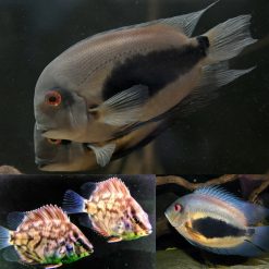 LIVE FISH - Neon Red Blue Eyes PAIR 2-3cm - Aquarium Central