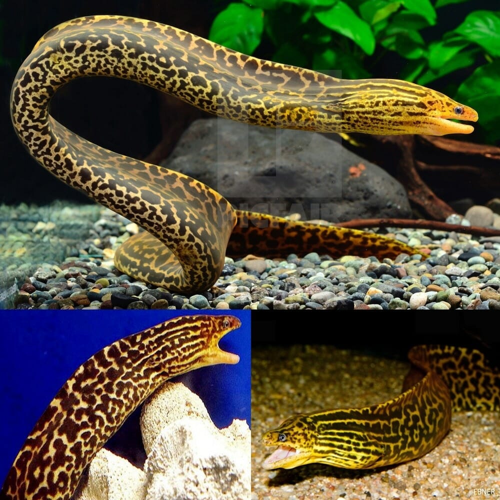 Freshwater Spotted Leopard Moray Eel Gymnothorax Polyuranodon 20cm Freshwater Spotted Leopard Moray Eel Gymnothorax Polyuranodon 20cm