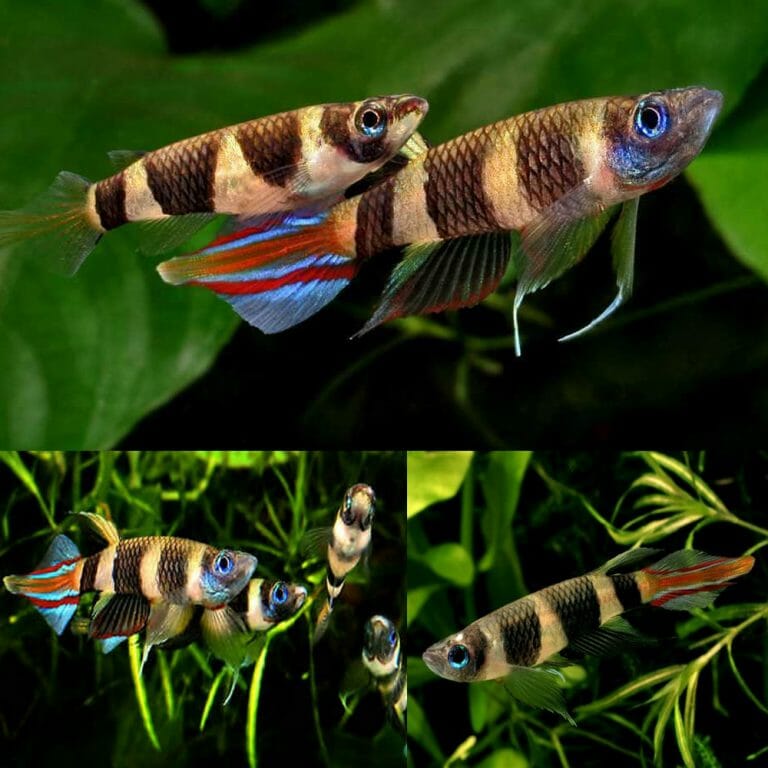 LIVE FISH - Bulgarian Green Seal Point Angelfish - 5cm