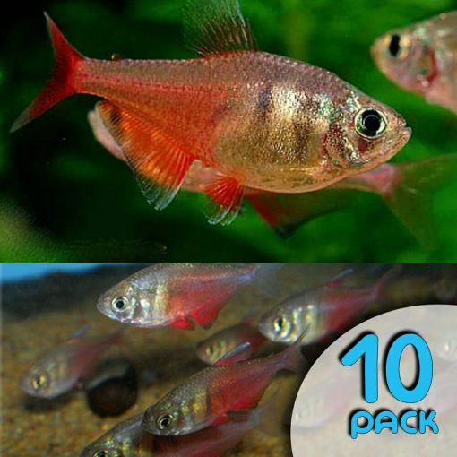 LIVE FISH - Ember Fire Tetra 2cm - 10 Pack - Aquarium Central
