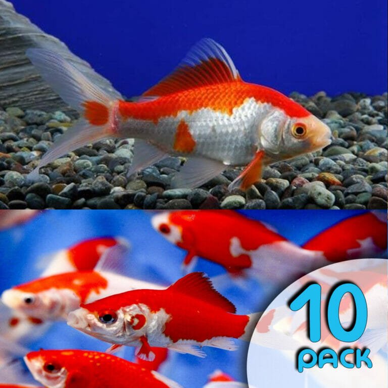 LIVE FISH - Comet Red & White 5cm - 10 Pack - Aquarium Central