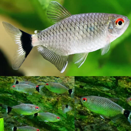 American Cichlid Geo - Red Hump Eartheater (Geophagus steindachneri ) 4 ...
