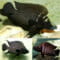 LIVE FISH - Calvus Black Cichlid 5cm - Aquarium Central