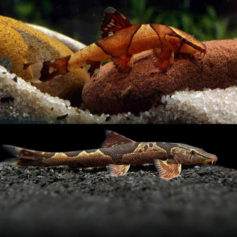 LIVE FISH - Red Lizard, Saddleback Hillstream Loach - 6cm