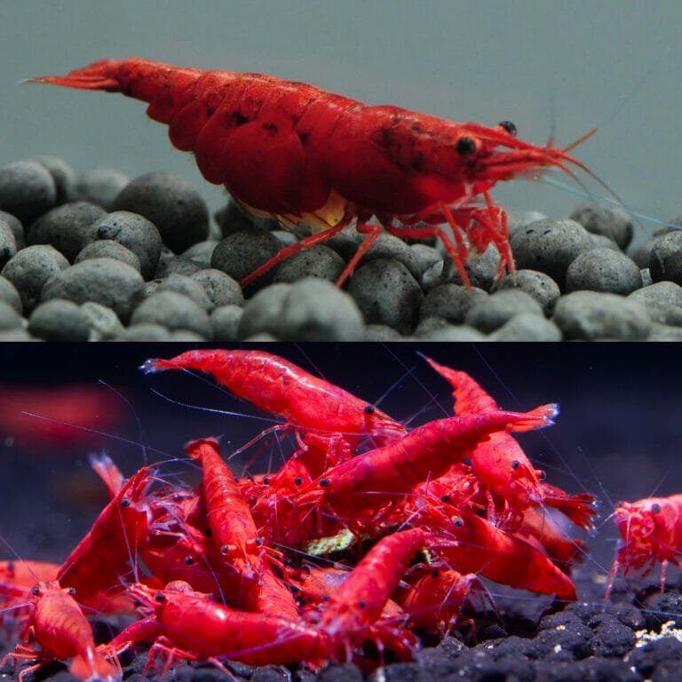 LIVE FISH - Fire Red Cherry Shrimp - Aquarium Central