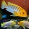 LIVE FISH - Hajomaylandi Zebra Cichlid 5-6cm - Aquarium Central