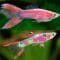 LIVE FISH - Guppy Male - Pink Guppy Assorted Male 3cm - Aquarium Central