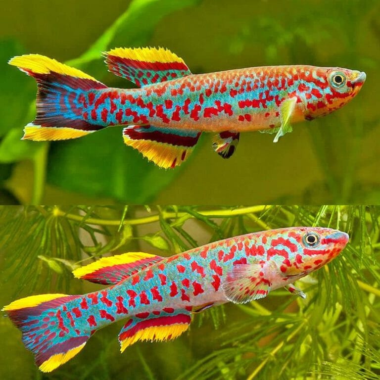 LIVE FISH - Killifish - Gardneri Blue Lyretail Killie 4cm - Aquarium ...