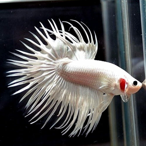 Aquarium Central -Betta (Siamese Fighting Fish) – Platinum Super Delta ...