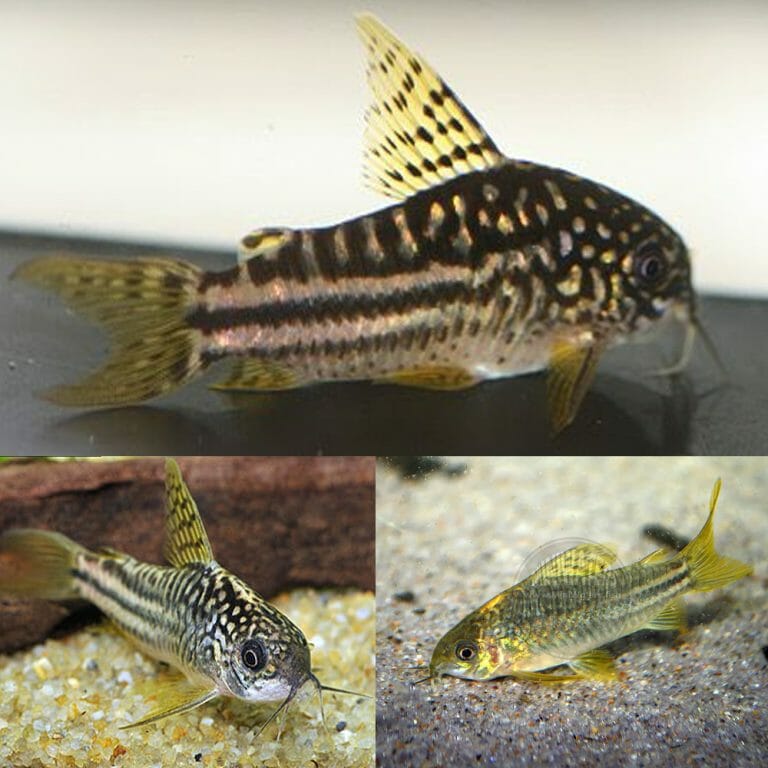 LIVE FISH - Yellow Cat Cory Catfish C123 3cm - Aquarium Central