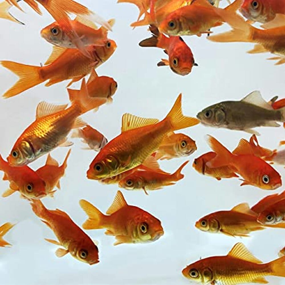 Feeder Fish Live Feeder Guppies Gudgeons Small 3 4cm Aquarium Central Feeder Fish Live Feeder Guppies Gudgeons Small 3 4cm Aquarium Central