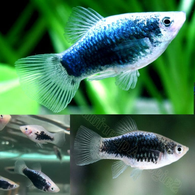 LIVE FISH - American Cichlid - Tailbar Cichlid (Vieja hartwegi) 3-4cm ...