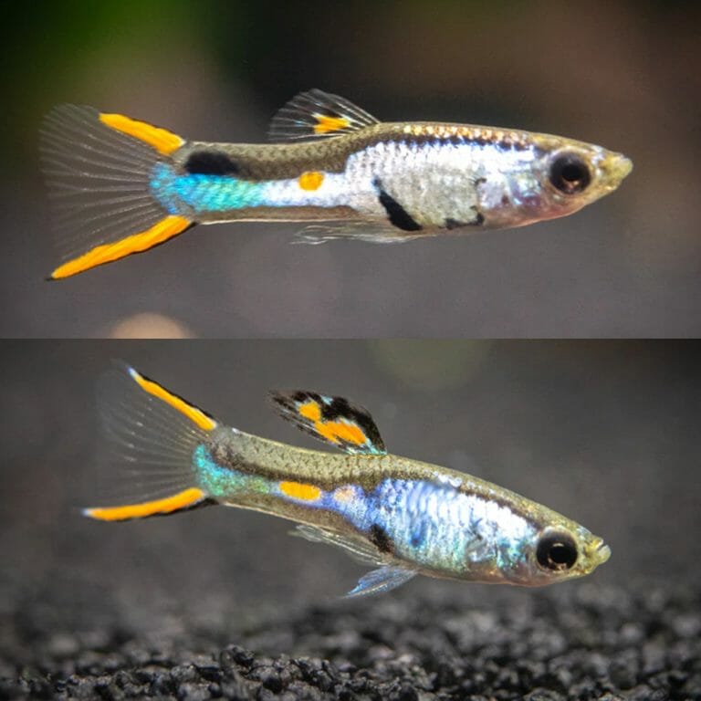 Oscars – Aquarium Central