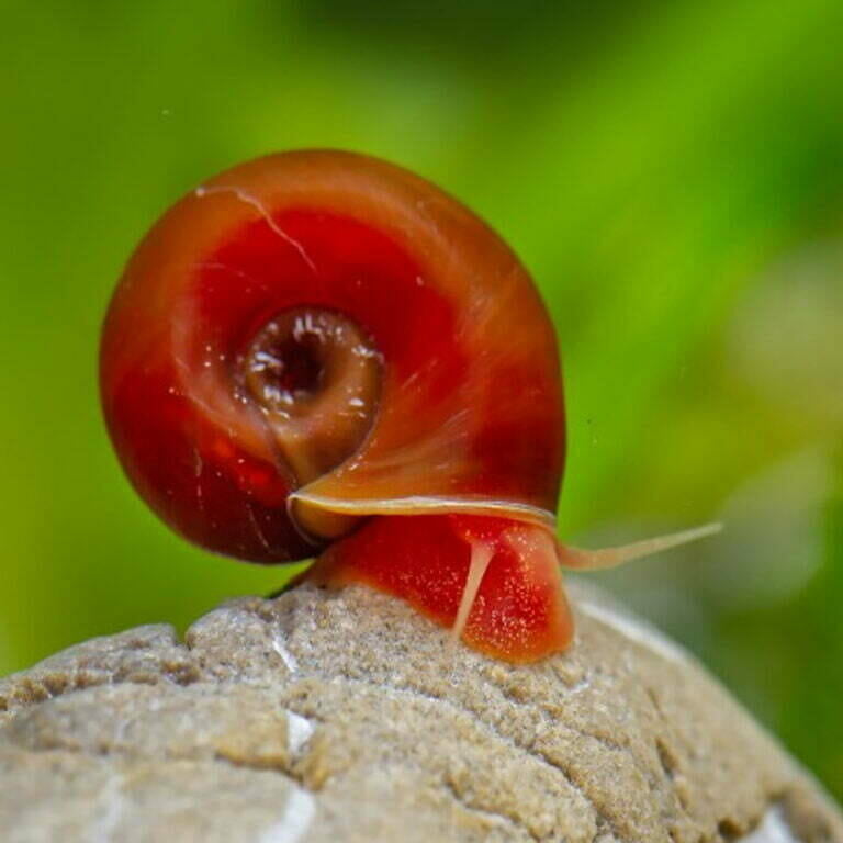 Aquarium Snails - Aquarium Central