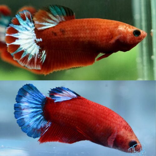 Betta (Siamese Fighting Fish) - Hellboy Halfmoon Plakat Betta - FEMALE ...