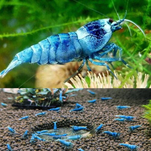 Aquarium Central -Betta (Siamese Fighting Fish) - Hellboy Halfmoon ...