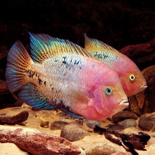 Synspilum Cichlid (Vieja melanura) 5cm – Aquarium Central