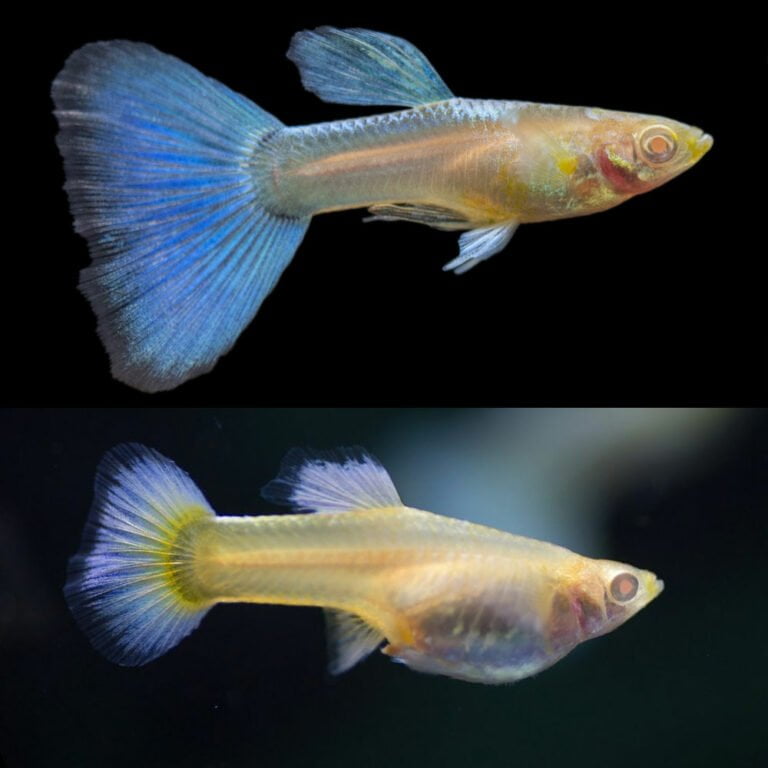 Albino Tiger Guppy Pair - Aquarium Central