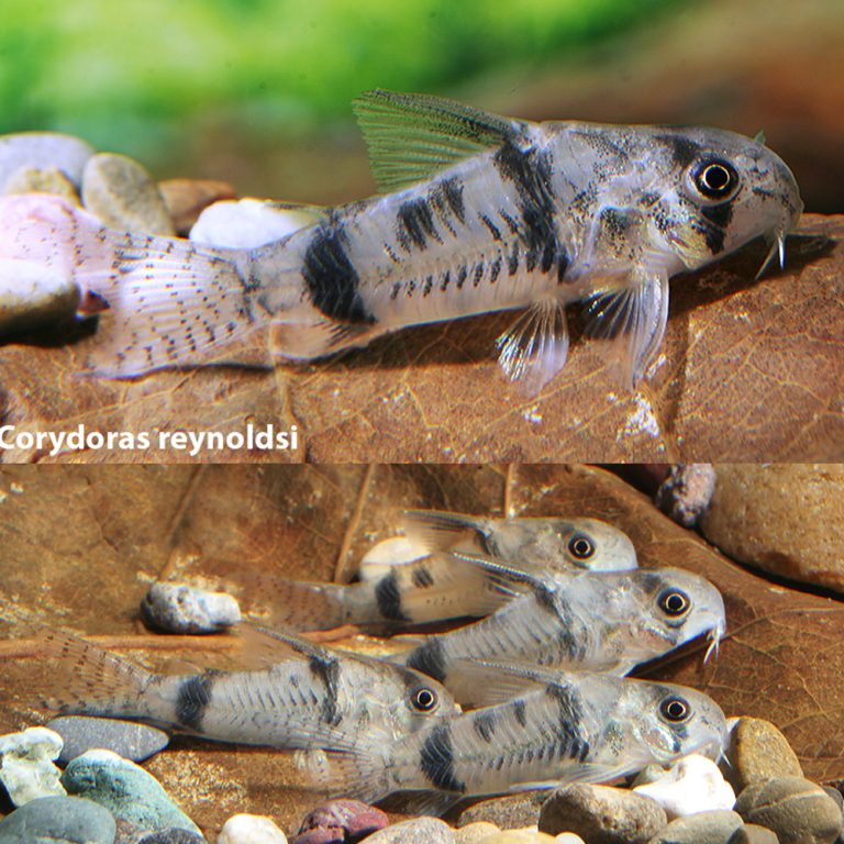 LIVE FISH - Corydoras - Bumblebee Cory Catfish "reynoldsi" - 4cm