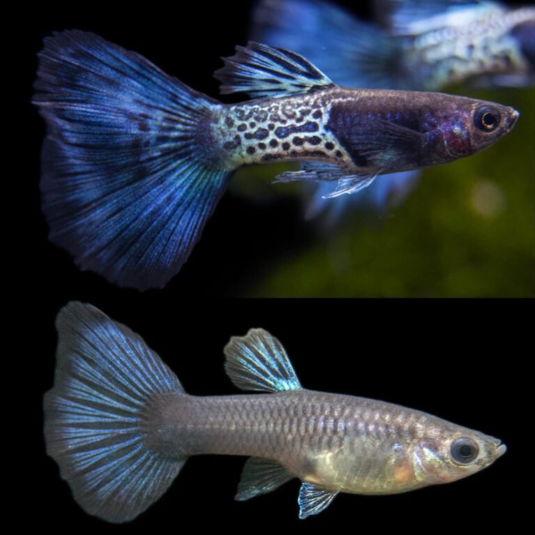LIVE FISH -Guppies - Blue Metal Snakeskin Guppy 3cm - PAIR - Aquarium ...