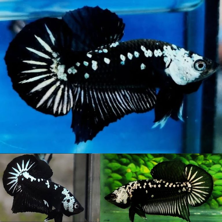 LIVE FISH - Black Mamba Galaxy Betta Male - Aquarium Central