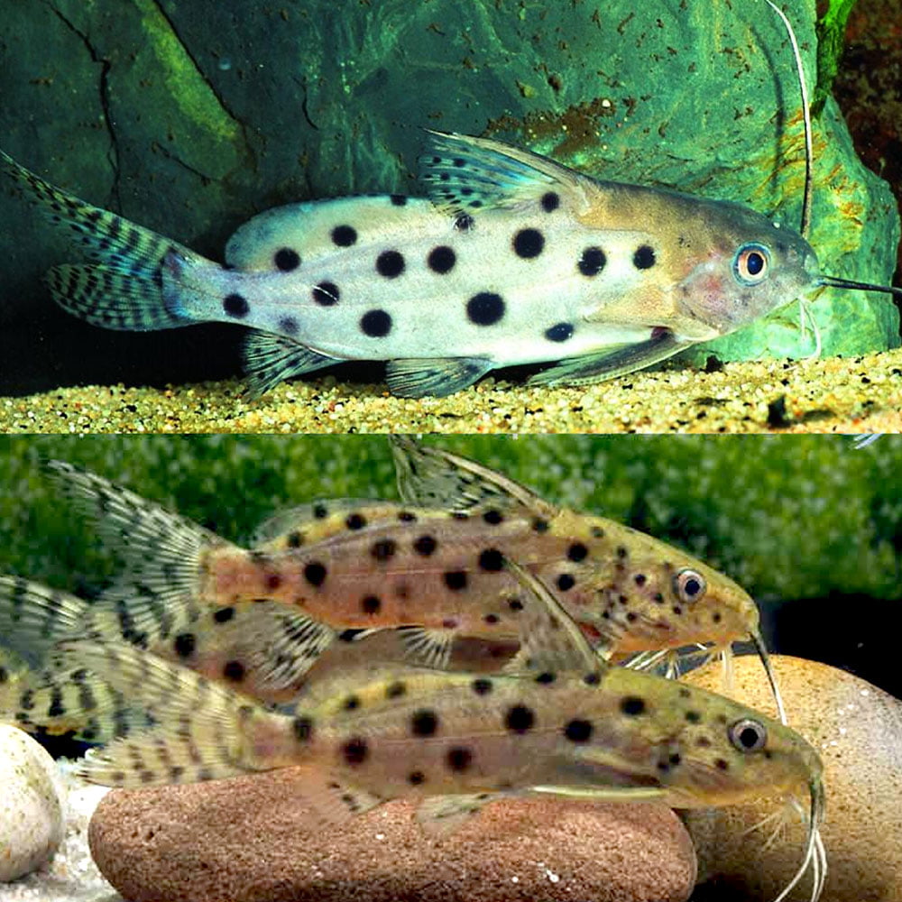LIVE FISH - Honey Pacific Blue Eyes 2cm - Aquarium Central