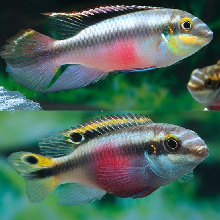 Buy Live Fish! - African Cichlid - Yellow Kribensis "Iwu Ughelli" - 4cm ...