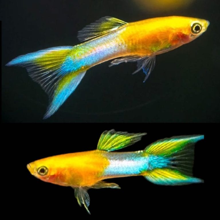 Live Fish! - Guppies Endler - Golden Japan Blue Guppy "Male" 2cm ...