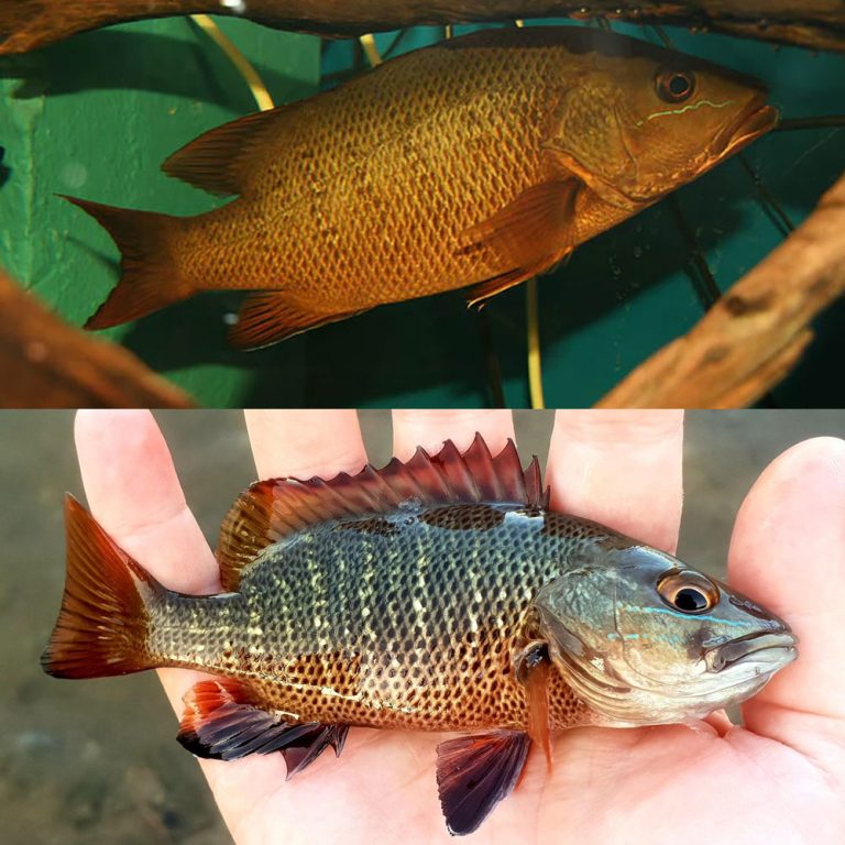 LIVE FISH - Freshwater Mangrove Jack - 7cm - Aquarium Central