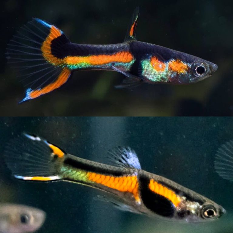 LIVE FISH - Guppies Endler - Black Bar Endler Guppy 2cm - MALE ...