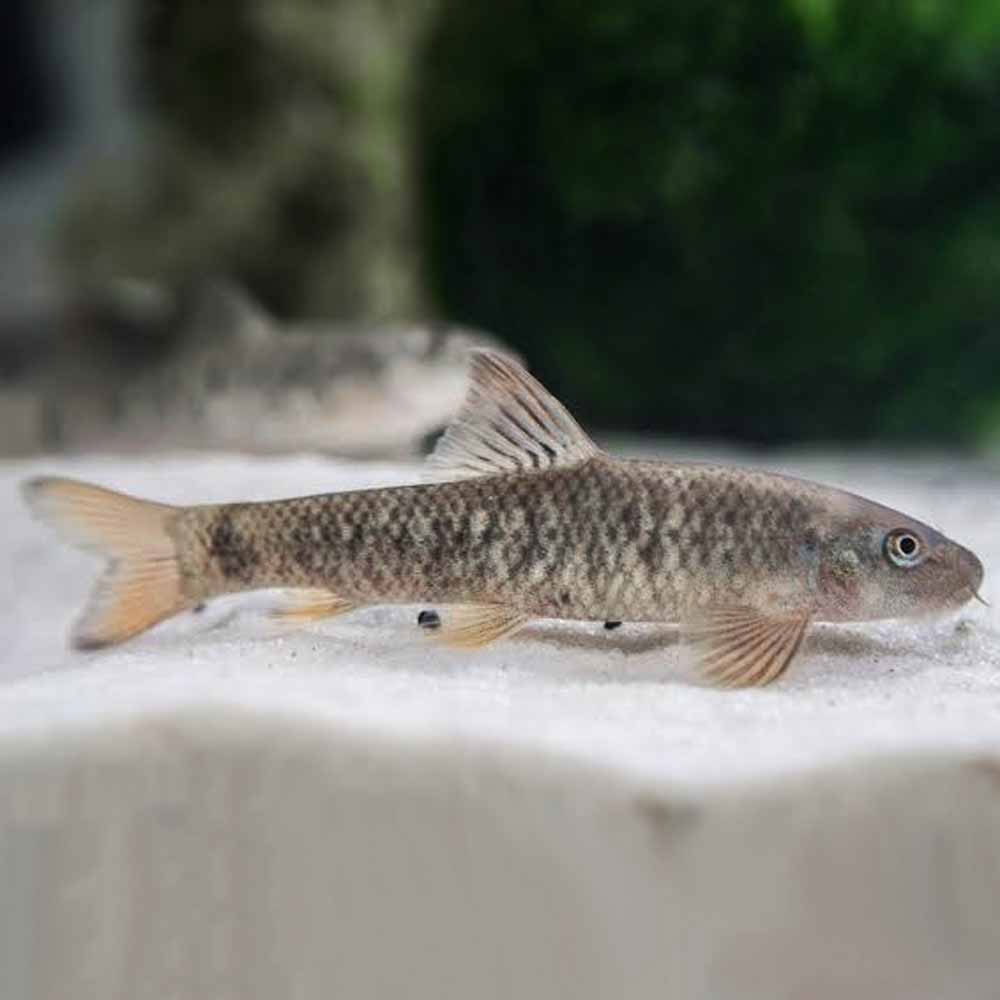 LIVE FISH - Guppies Endler - Black Bar Endler Guppy 2cm - MALE ...