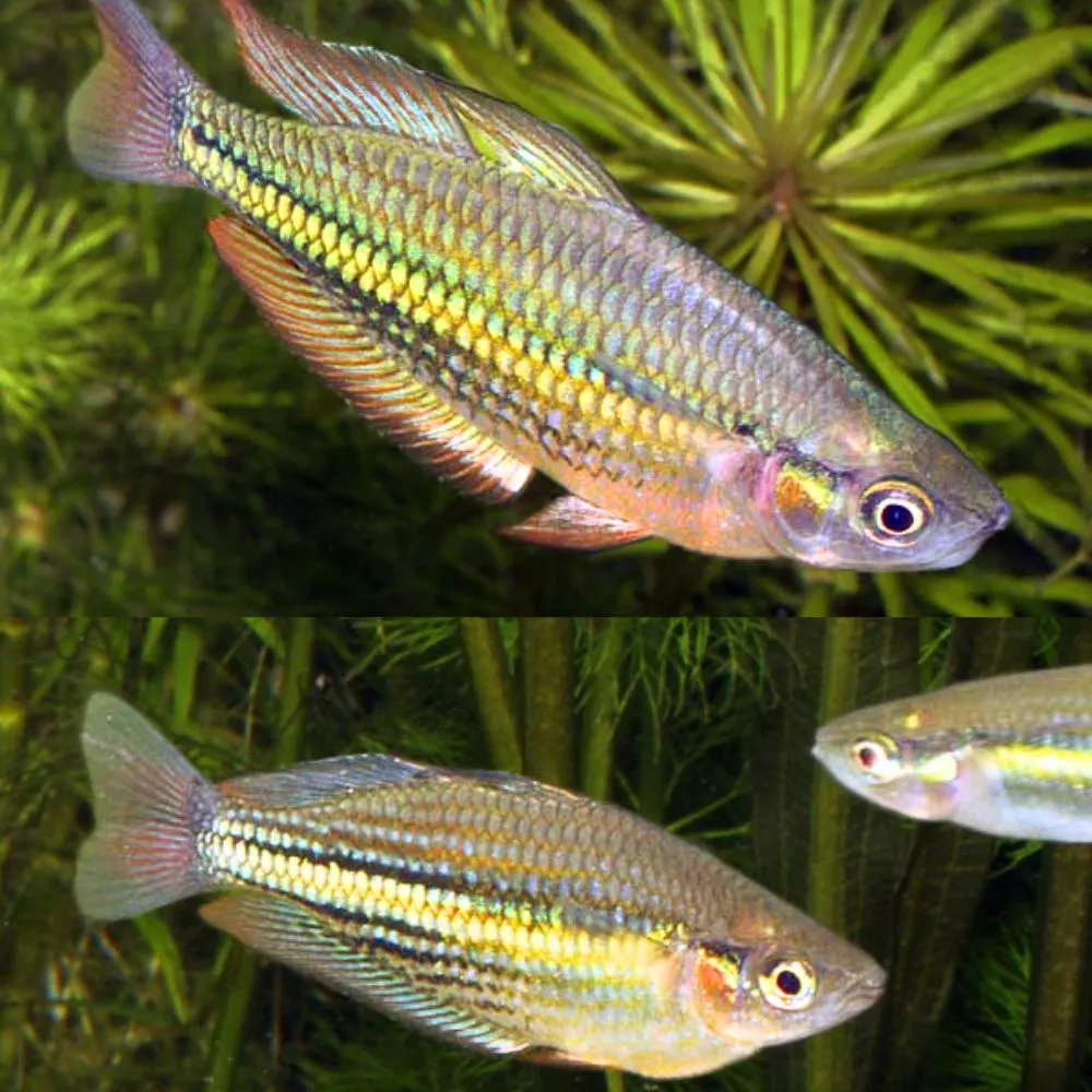 LIVE FISH - Running River Melanotaenia sp. nov.